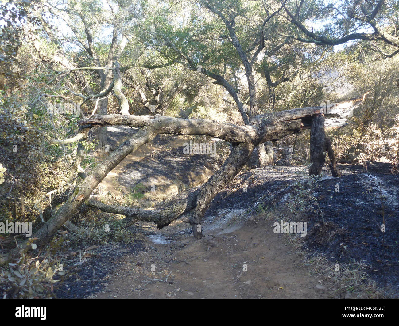 fallen tree Guadalasca trail Stock Photo - Alamy