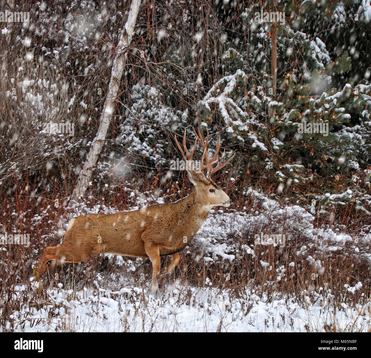 White tailed buck running hi-res stock photography and images - Alamy
