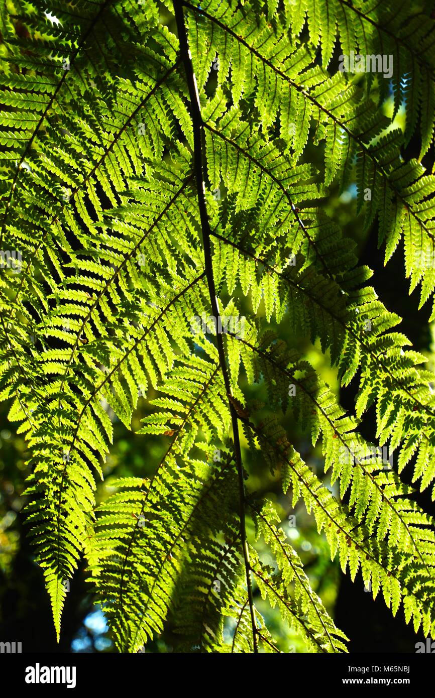Palms and ferns in nature with symetry Stock Photo - Alamy