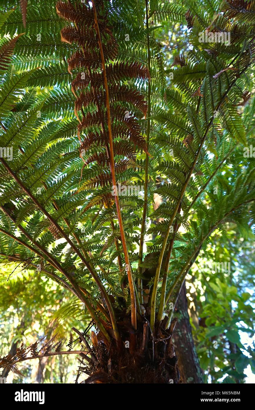 Palms ferns hi-res stock photography and images - Alamy