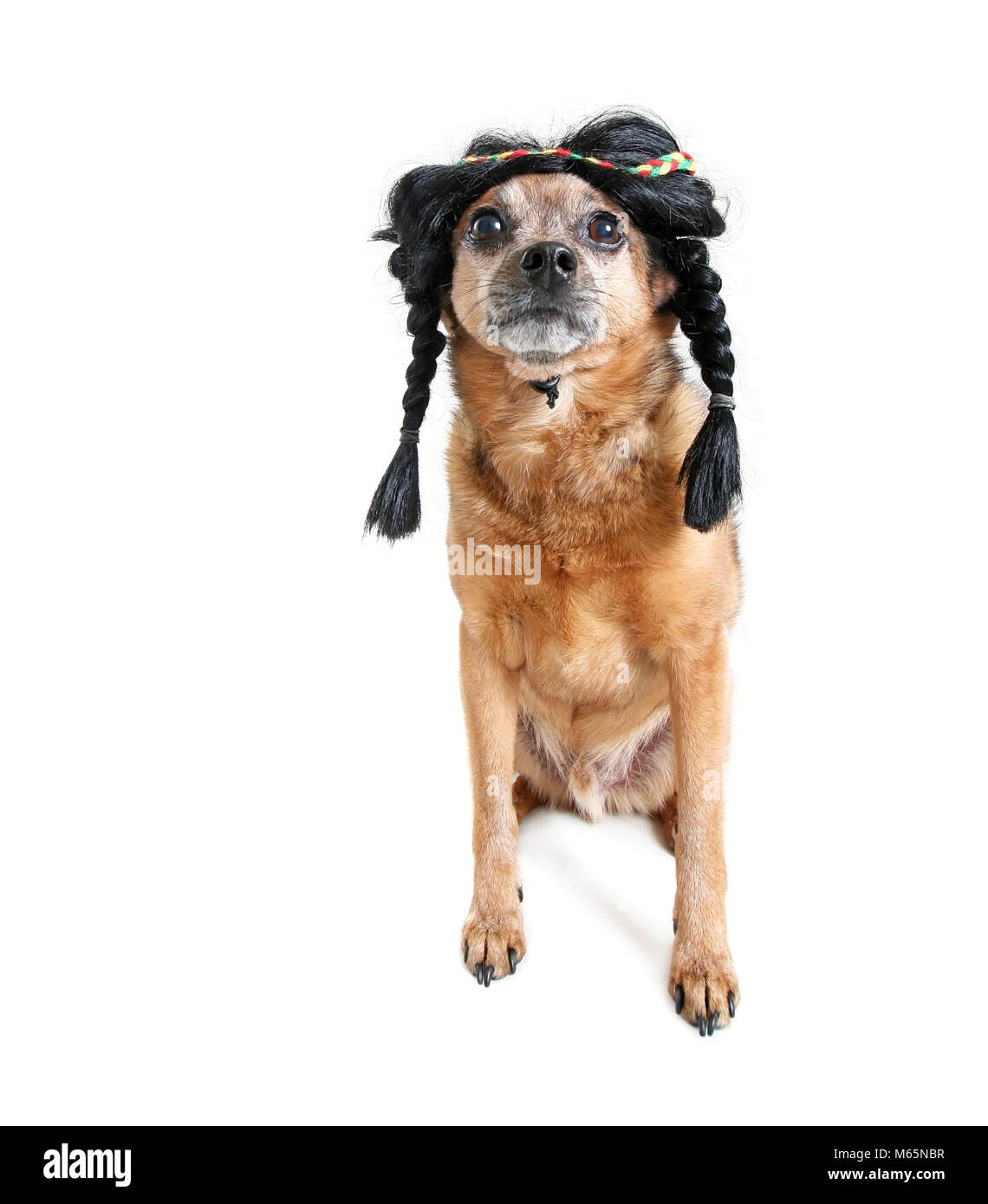 cute chihuahua wearing an indian braid wig studio shot isolated on a ...