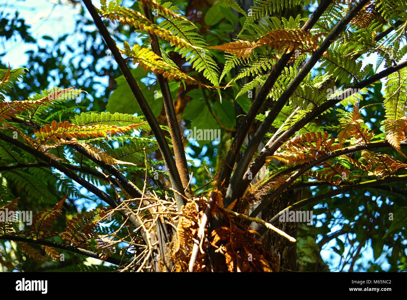 Palms ferns hi-res stock photography and images - Alamy