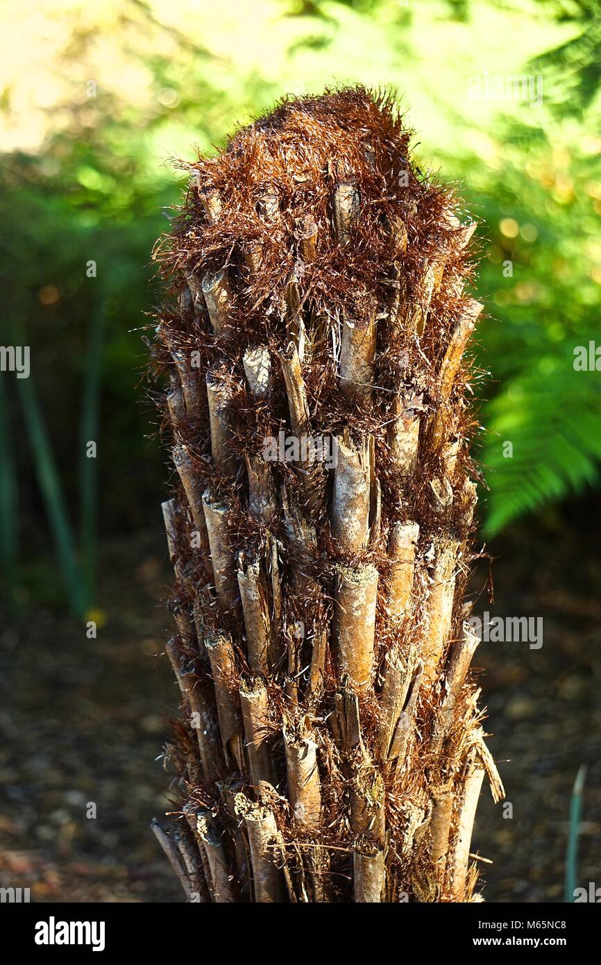 Pruned palm tree hi-res stock photography and images - Alamy