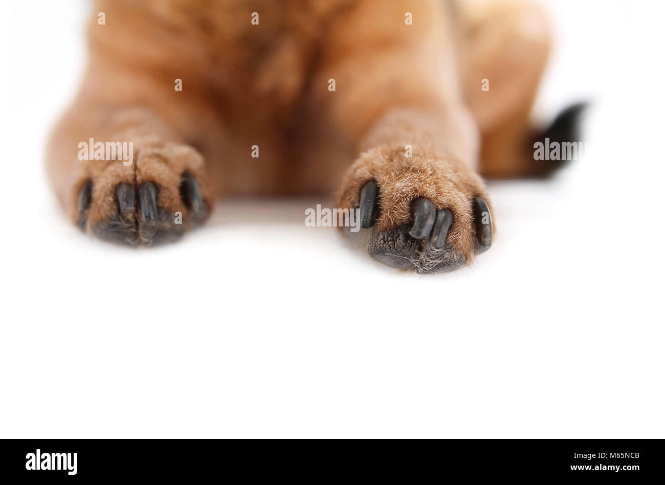 close up of chihuahua paws front view studio shot isolated on a white ...