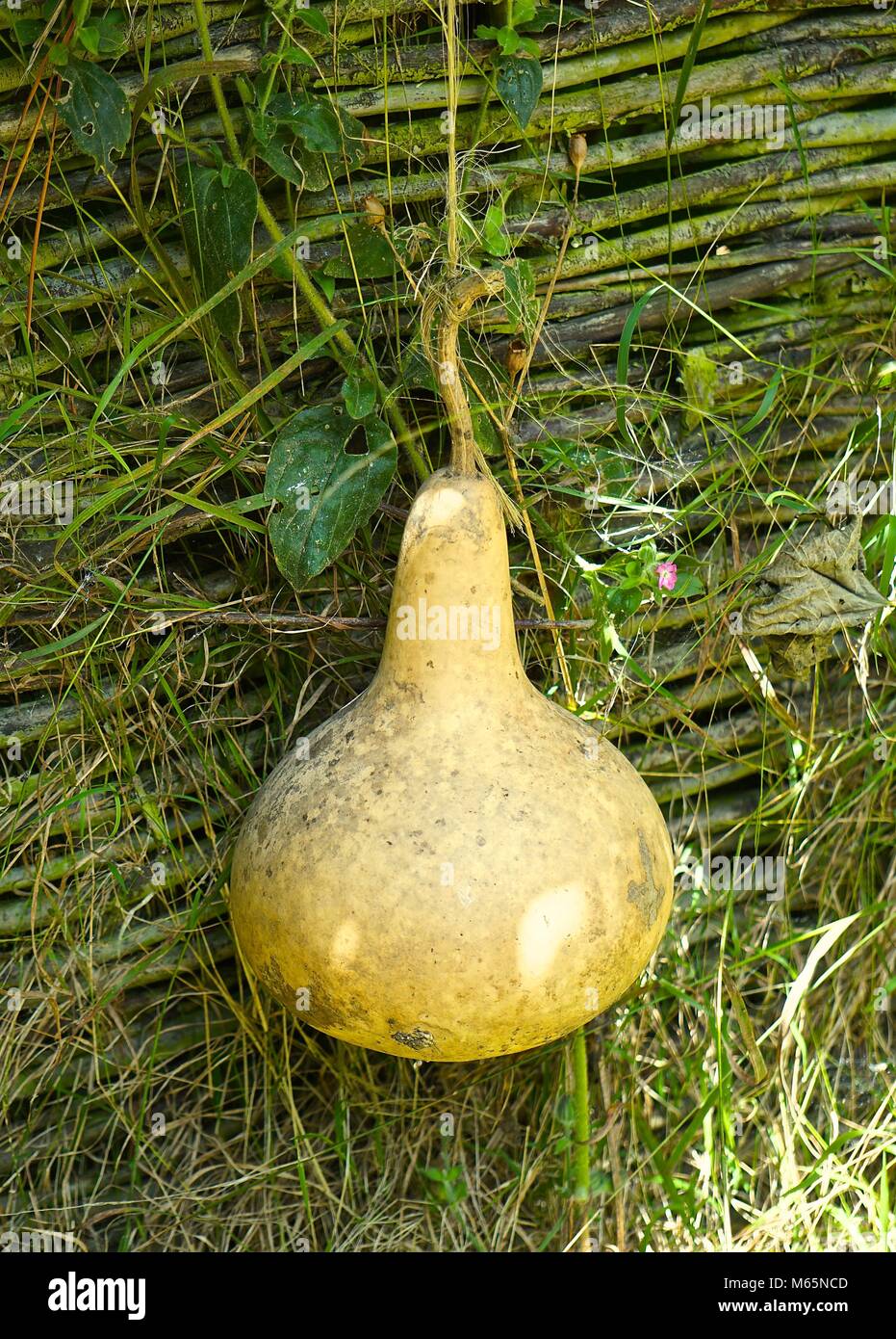 Gord hi-res stock photography and images - Alamy