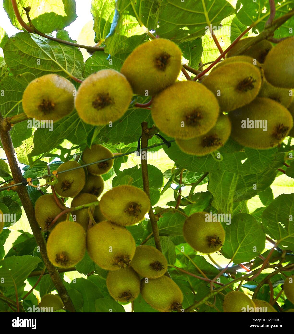 Kiwi fruit tree hi-res stock photography and images - Alamy