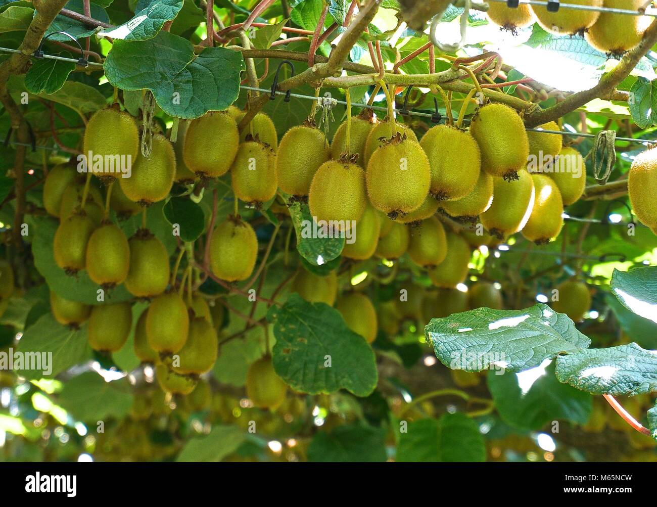 Tree hanging vines hi-res stock photography and images - Alamy