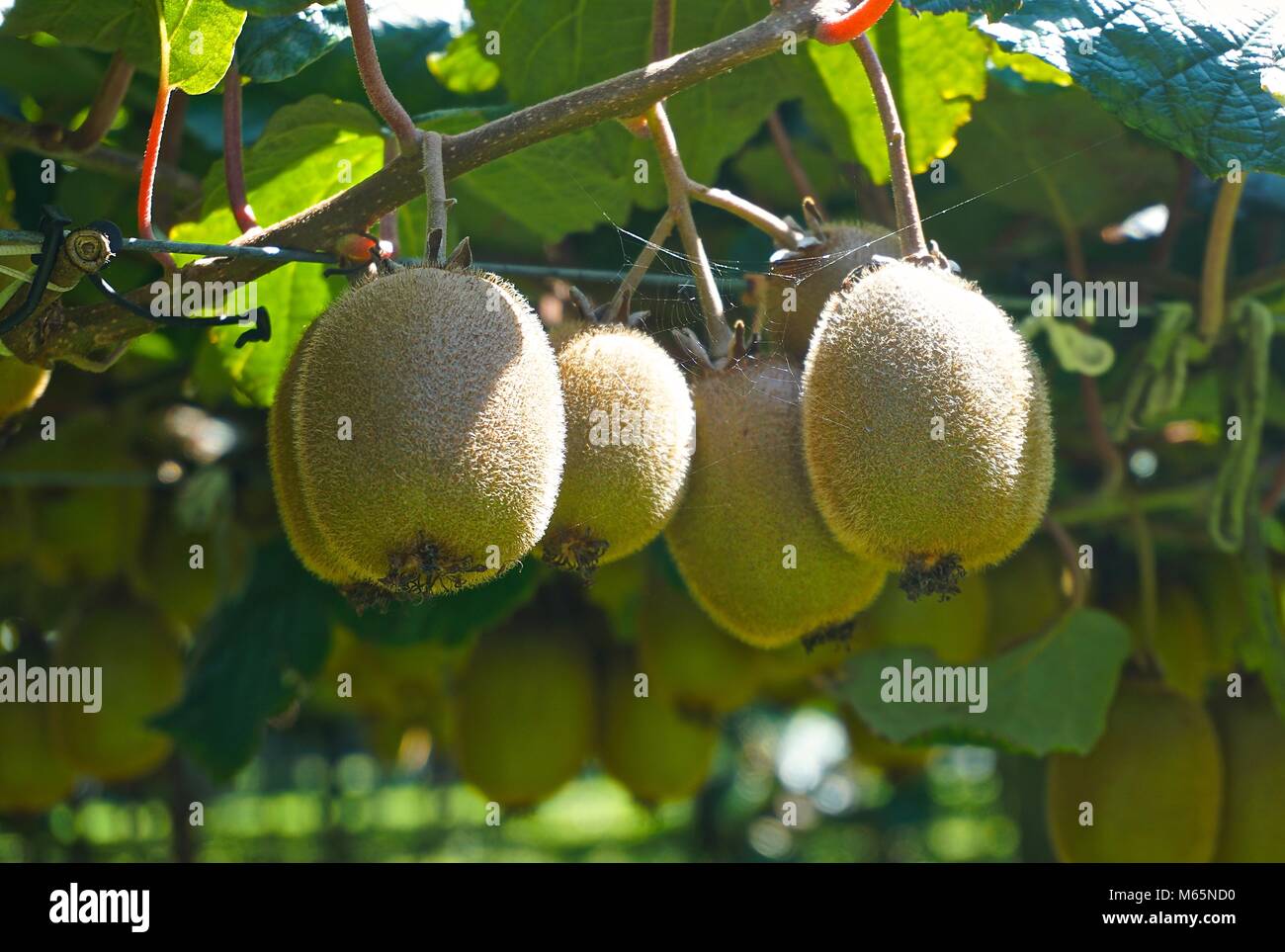 Kiwi fruit tree hi-res stock photography and images - Alamy