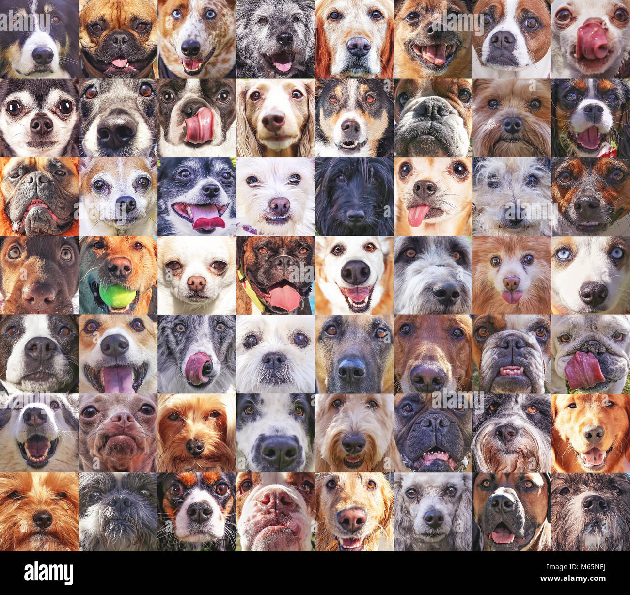 Dog faces hi-res stock photography and images - Alamy