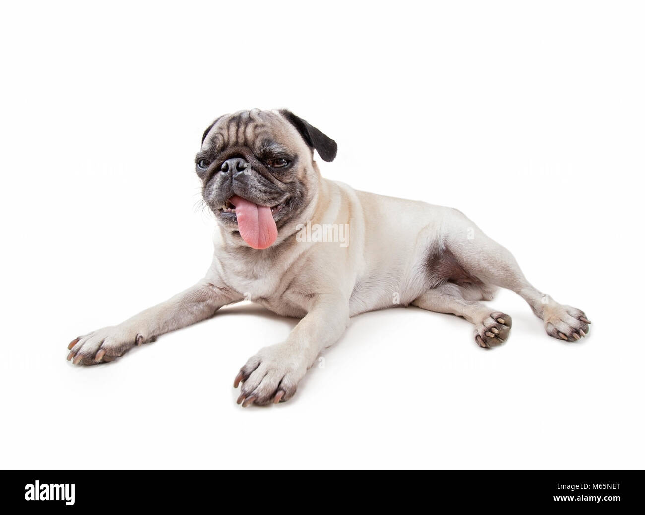 Tongue out drooling Cut Out Stock Images & Pictures - Alamy