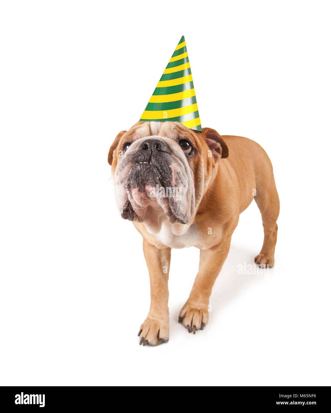 bulldog with a birthday party hat on studio shot isolated on a white ...
