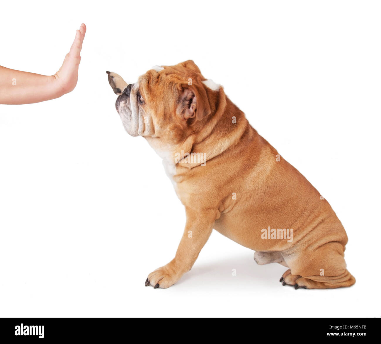 cute bulldog giving his owner a high five studio shot isolated on a ...