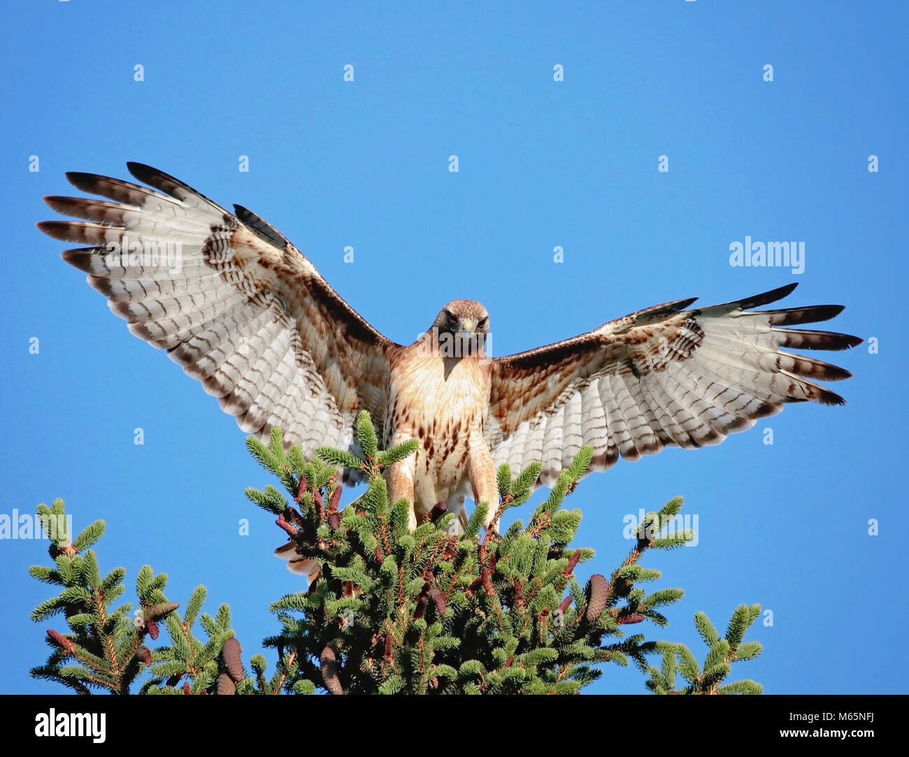 Young red tail hawk hi-res stock photography and images - Alamy