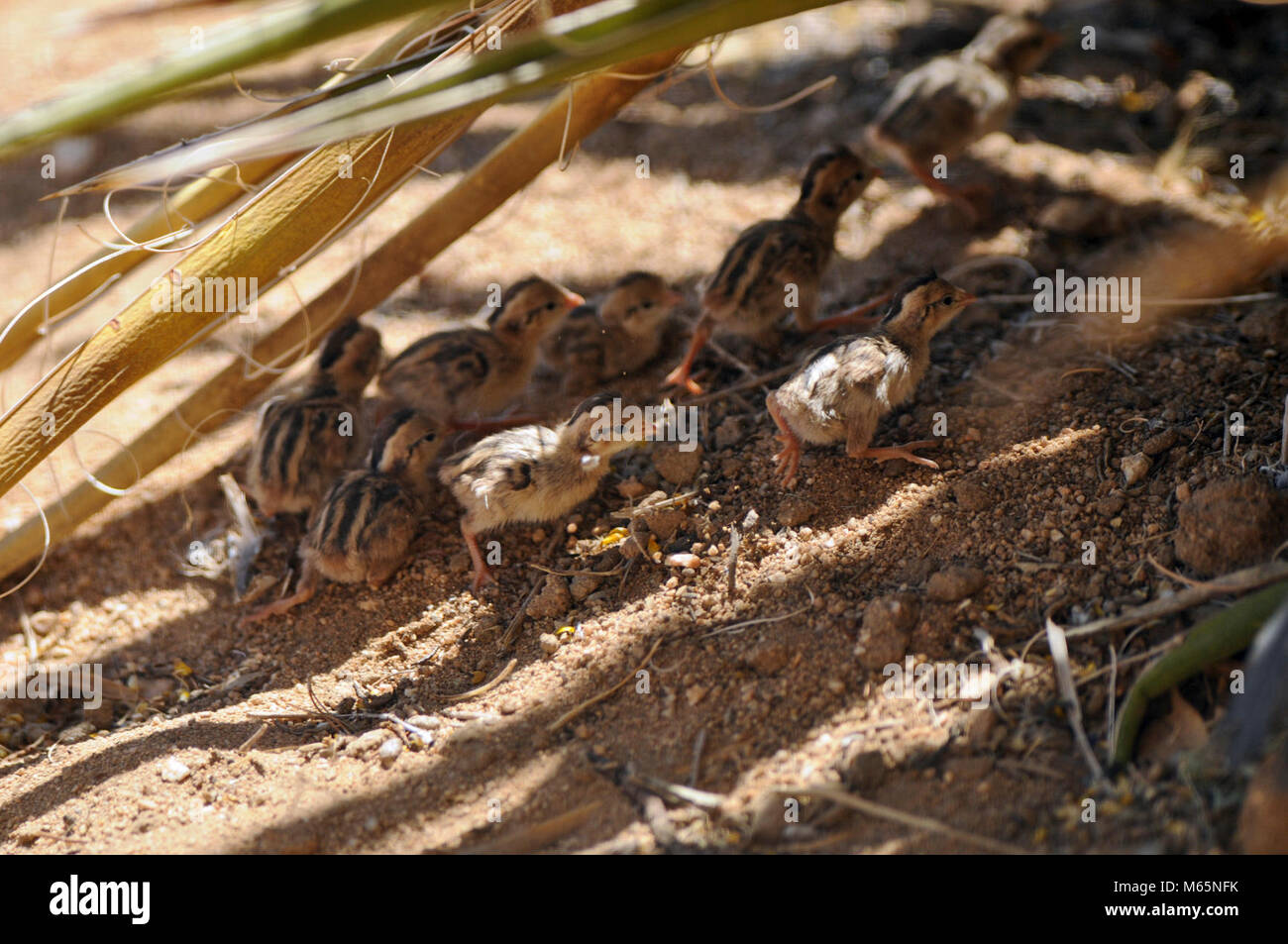 Gambel's quail chicks Stock Photo - Alamy