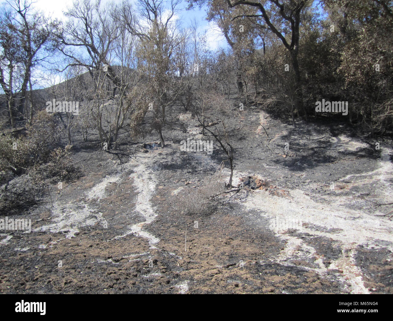 Ghost Trees at Sycamore. The ghosts of fallen trees (see white areas on ...