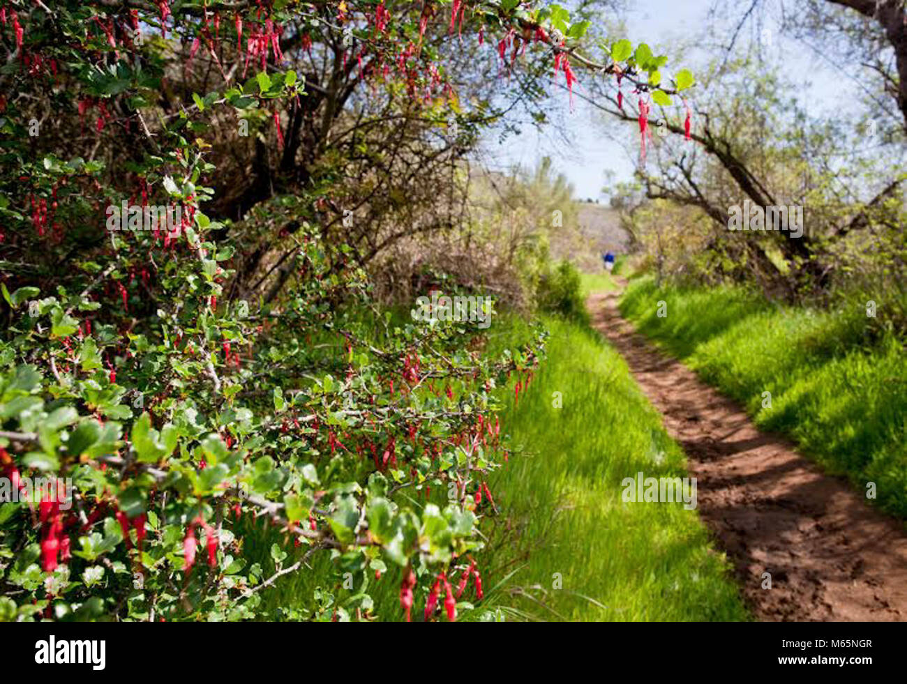 Canyon gooseberry hi-res stock photography and images - Alamy