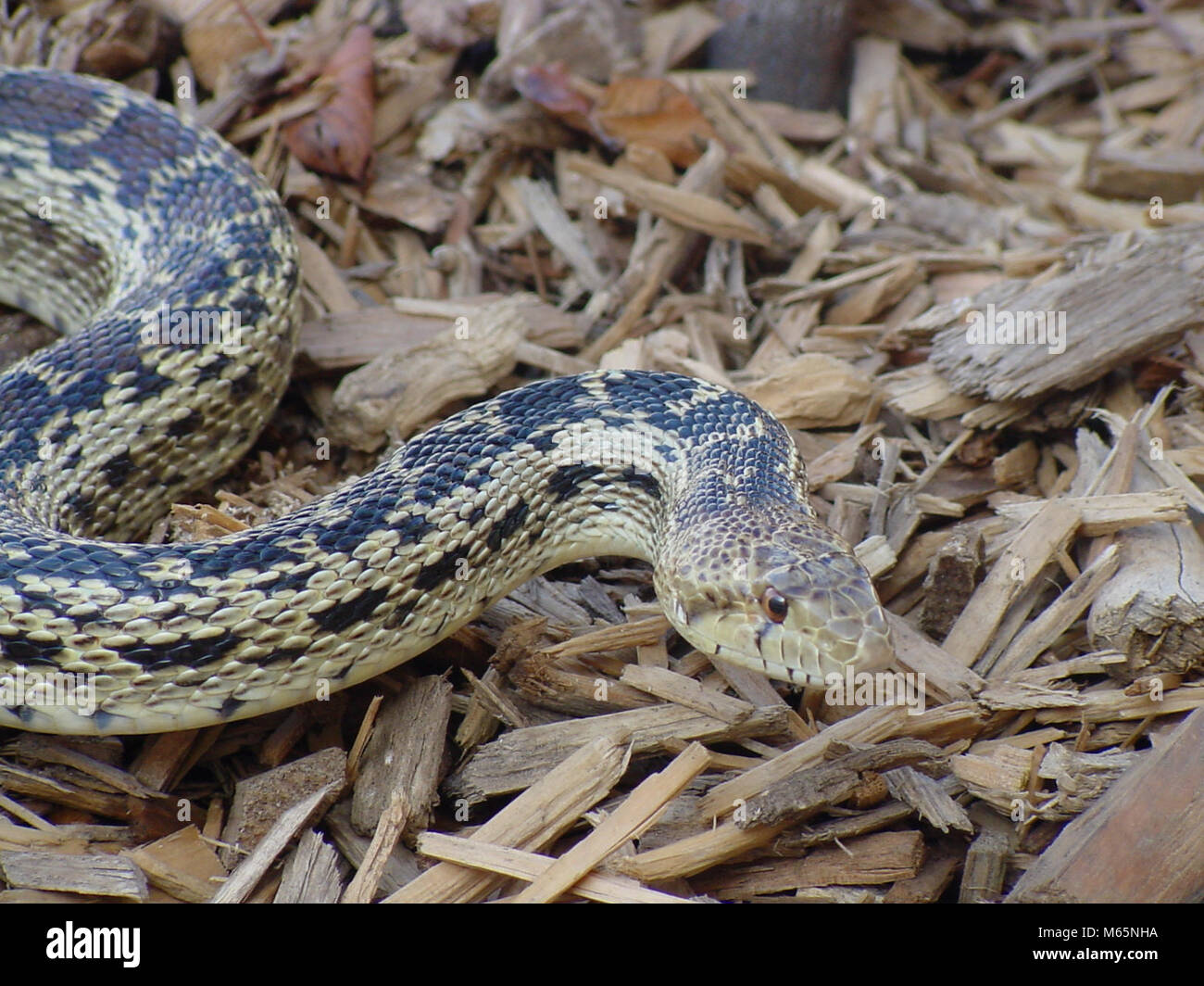 Gopher Snake. Scientific name: Pituophis catenifer sayi Stock Photo - Alamy