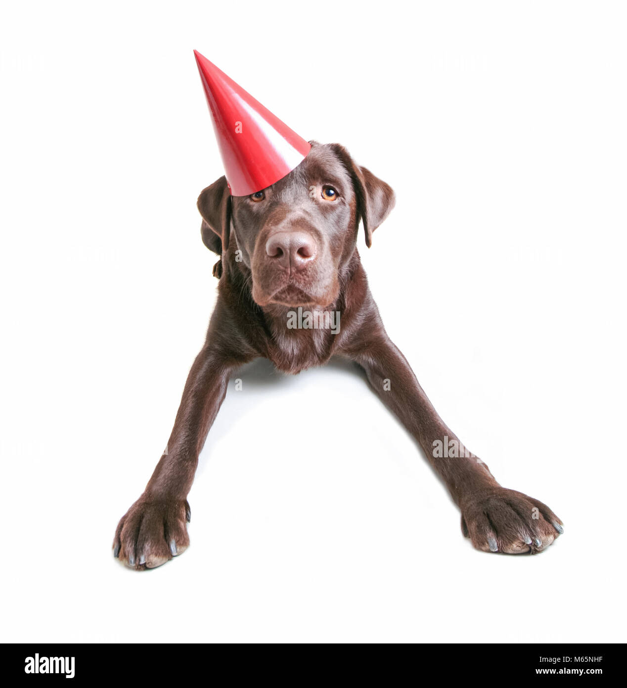 chocolate lab with a birthday party hat on studio shot isolated on a ...