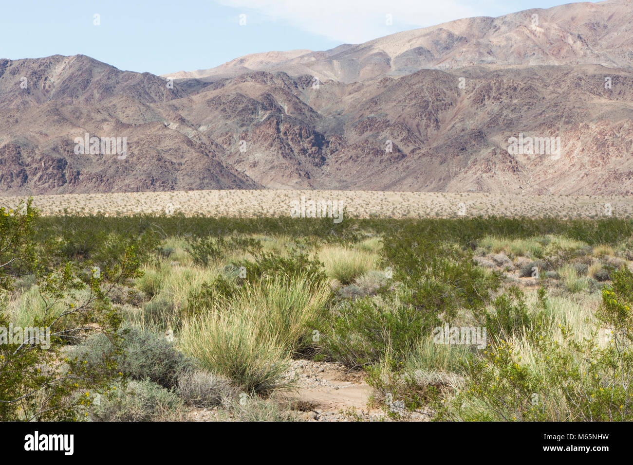 Grass near Turkey Flats Stock Photo - Alamy