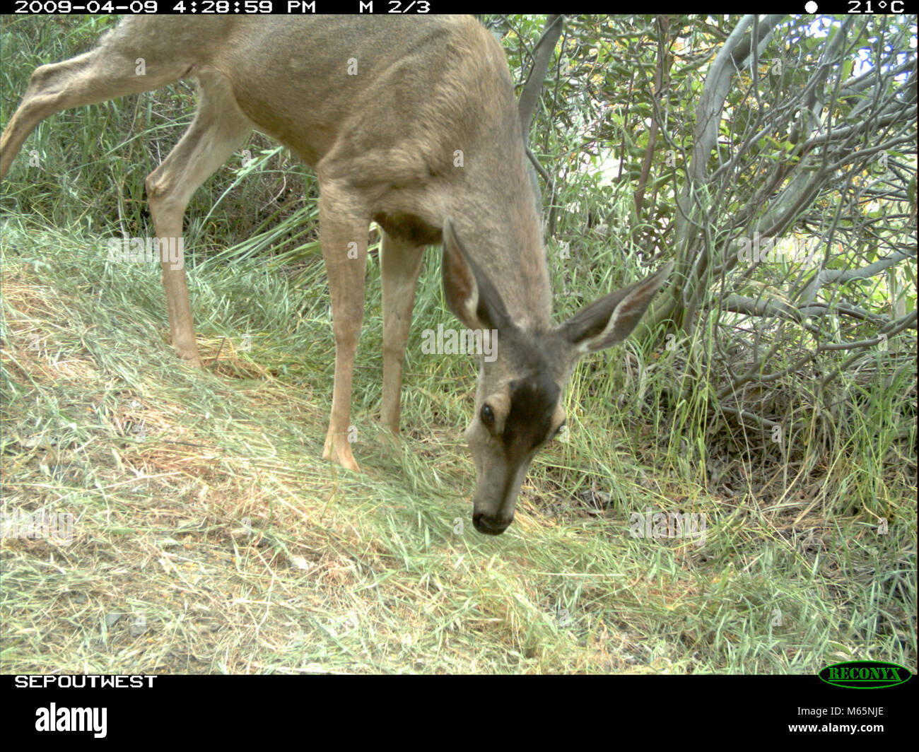 Grazing Deer. A remote camera trap captures a mule deer in the Santa ...