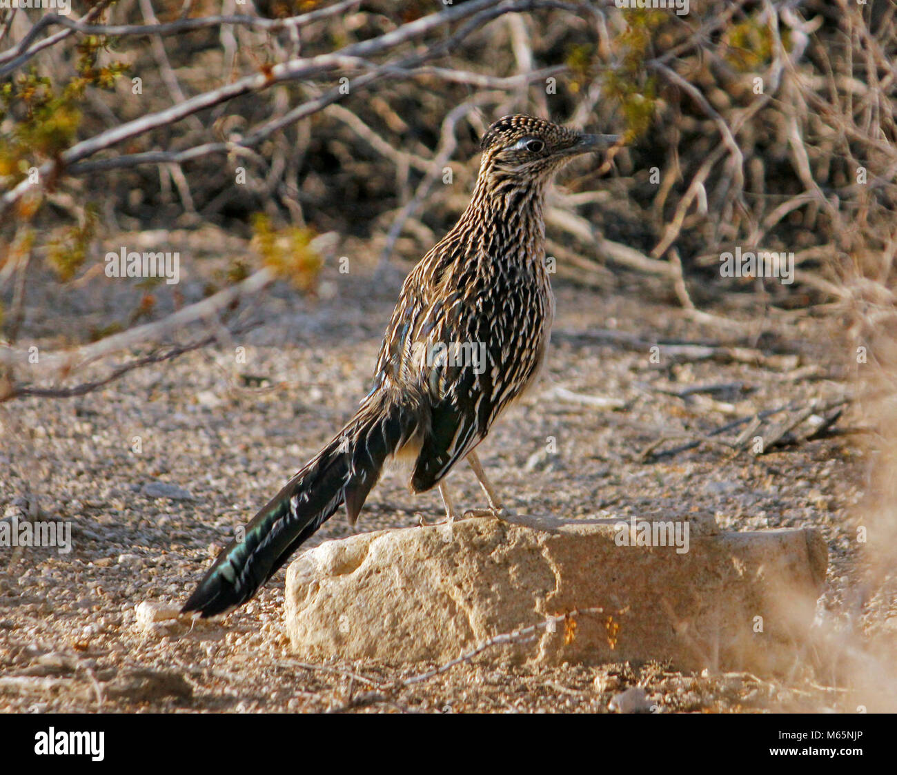 Greater Roadrunner (Geococcyx californianus Stock Photo - Alamy