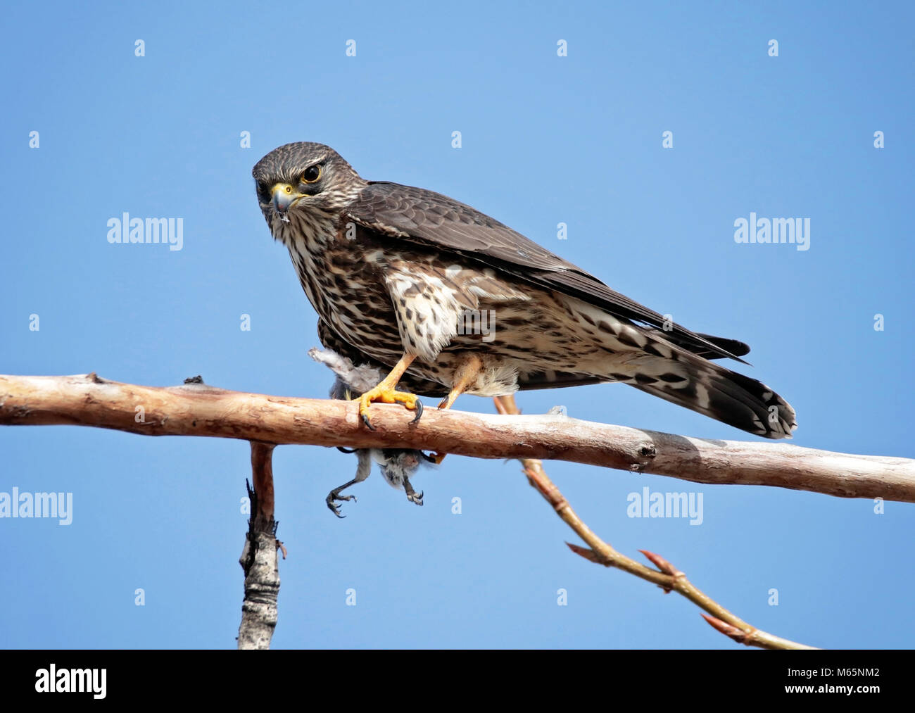 Merlin falcon hi-res stock photography and images - Alamy