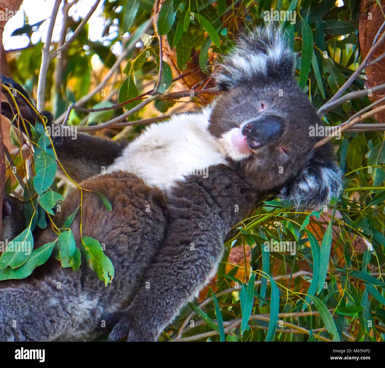 Koala Bears Sleeping Stock Photo - Alamy