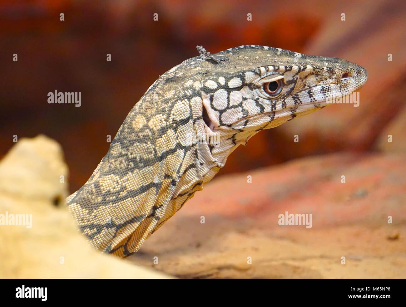 Lizard - snake's head with watchful eye Stock Photo - Alamy