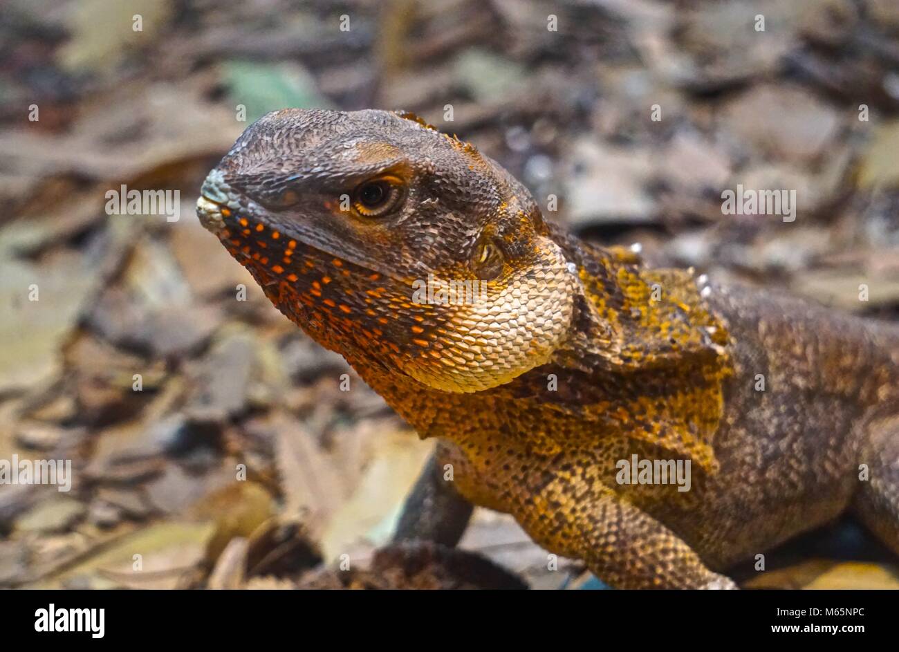 Water Dragon Lizard Stock Photo - Alamy