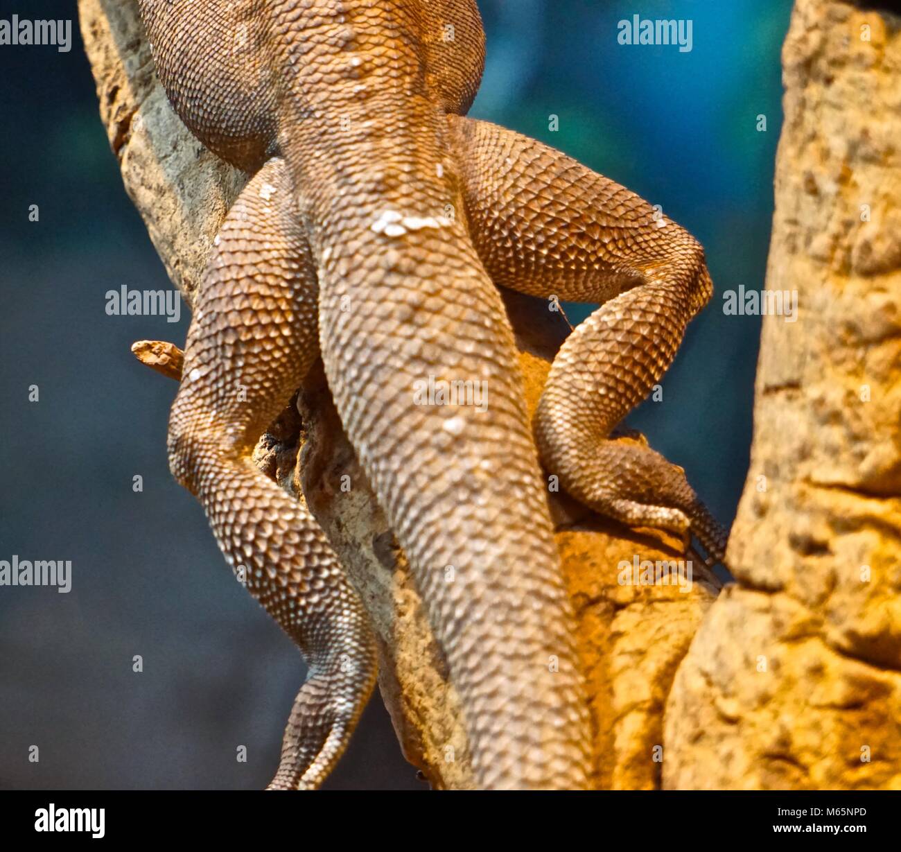 Lizard body with hind legs and tail Stock Photo - Alamy