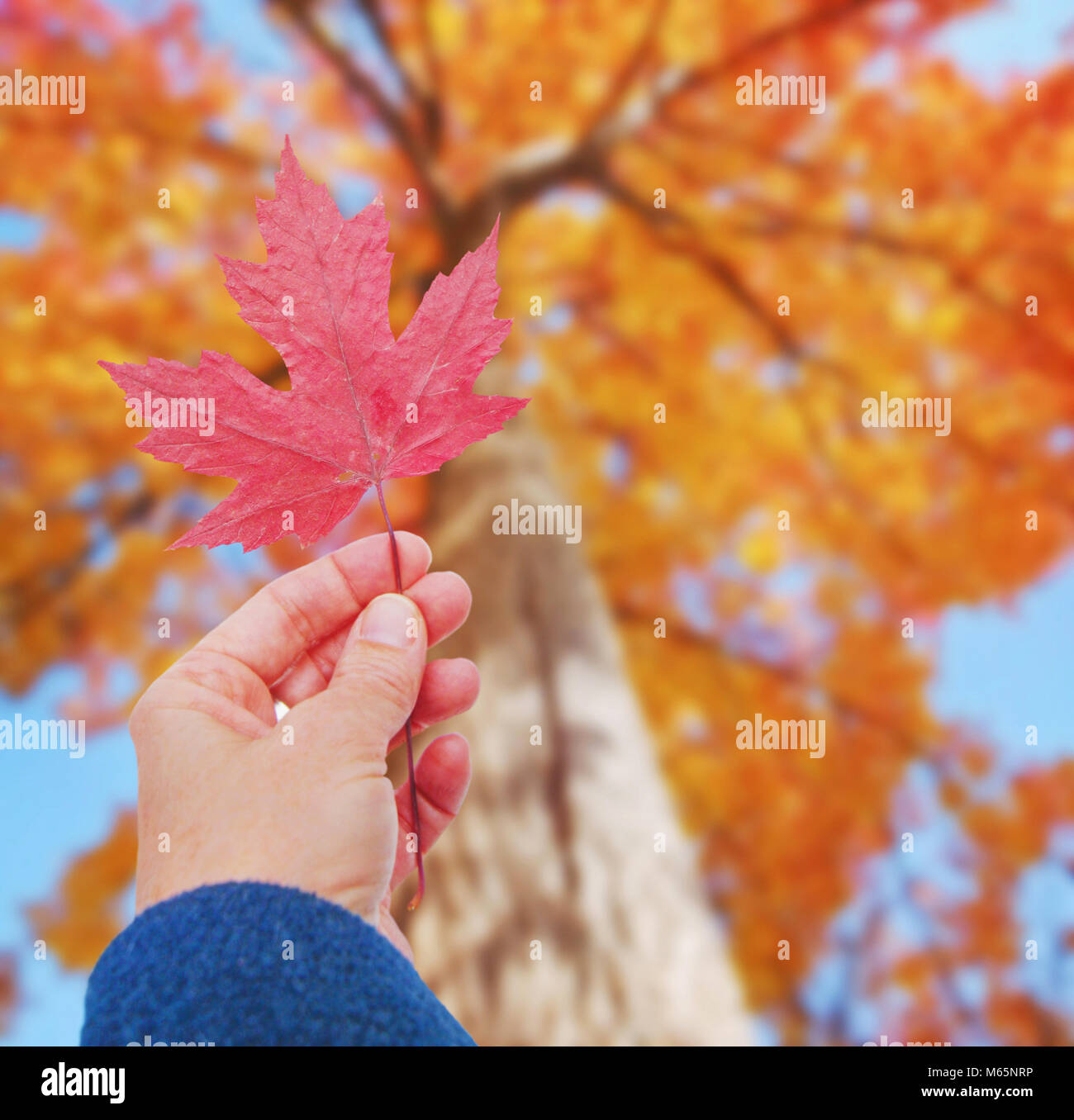Finger tree hi-res stock photography and images - Alamy