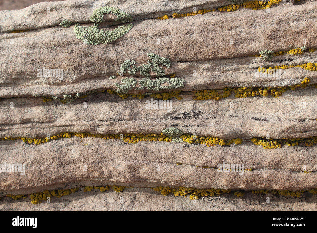 Lichen on desert rock Stock Photo - Alamy