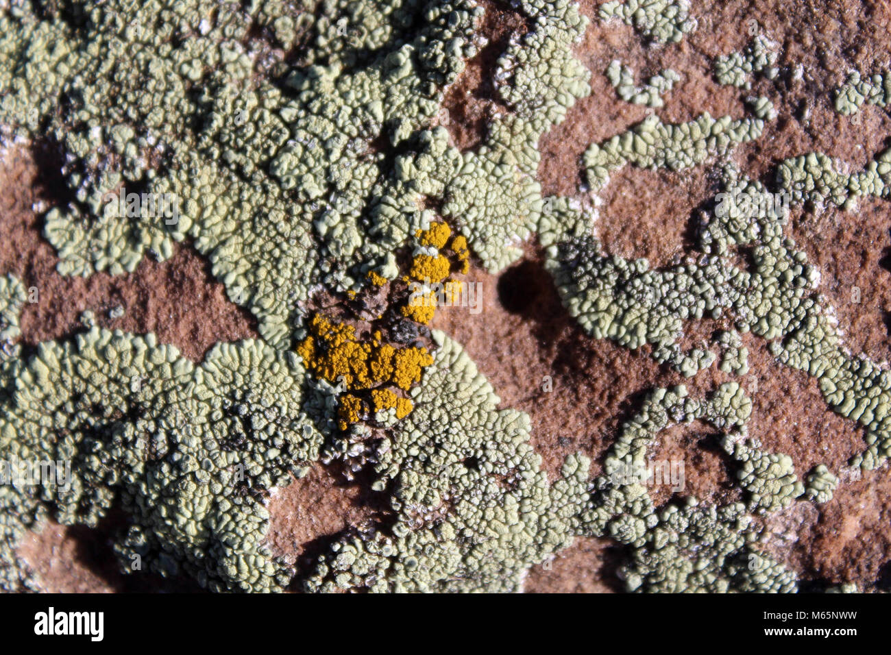 Lichen on desert rock Stock Photo - Alamy