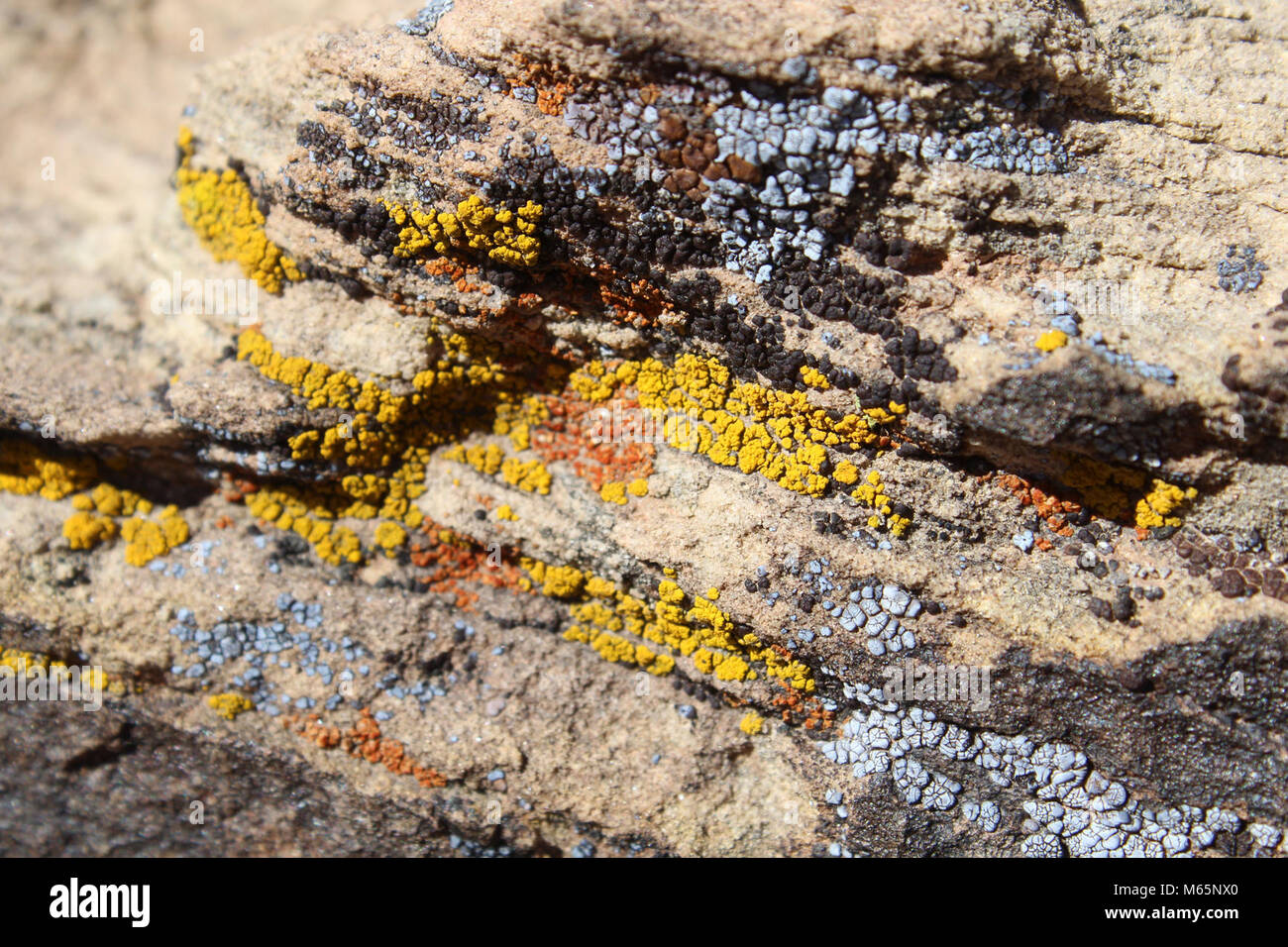 Lichen on desert rock Stock Photo - Alamy