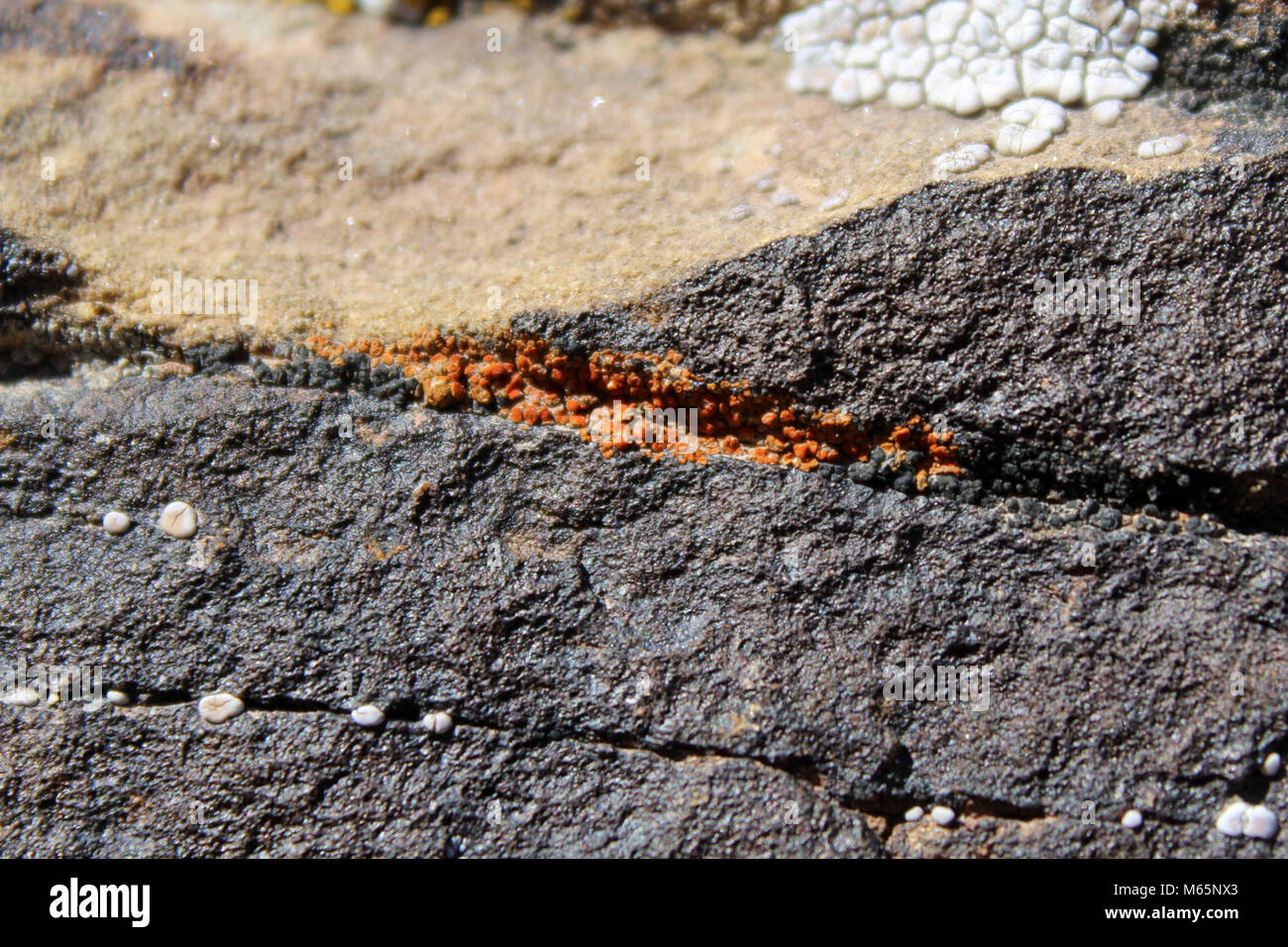 Lichen on desert rock Stock Photo - Alamy