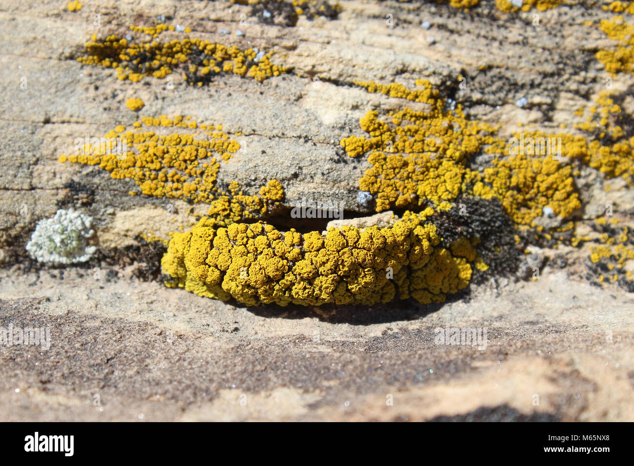 Lichen on desert rock Stock Photo - Alamy