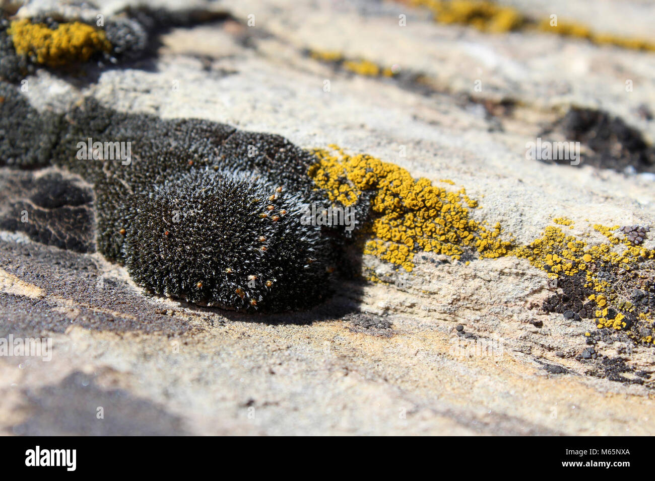 Lichen on desert rock Stock Photo - Alamy