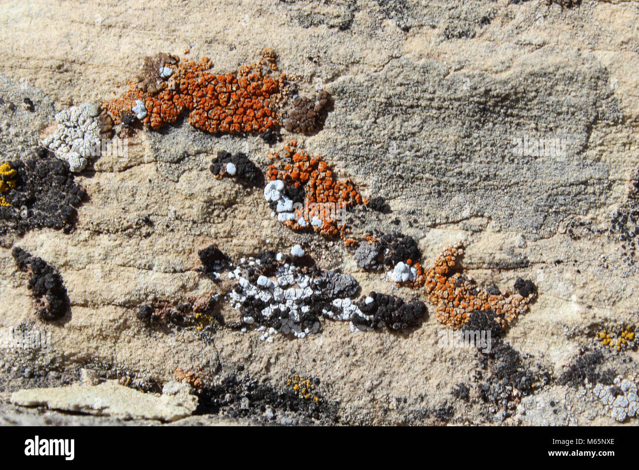 Lichen on desert rock Stock Photo - Alamy