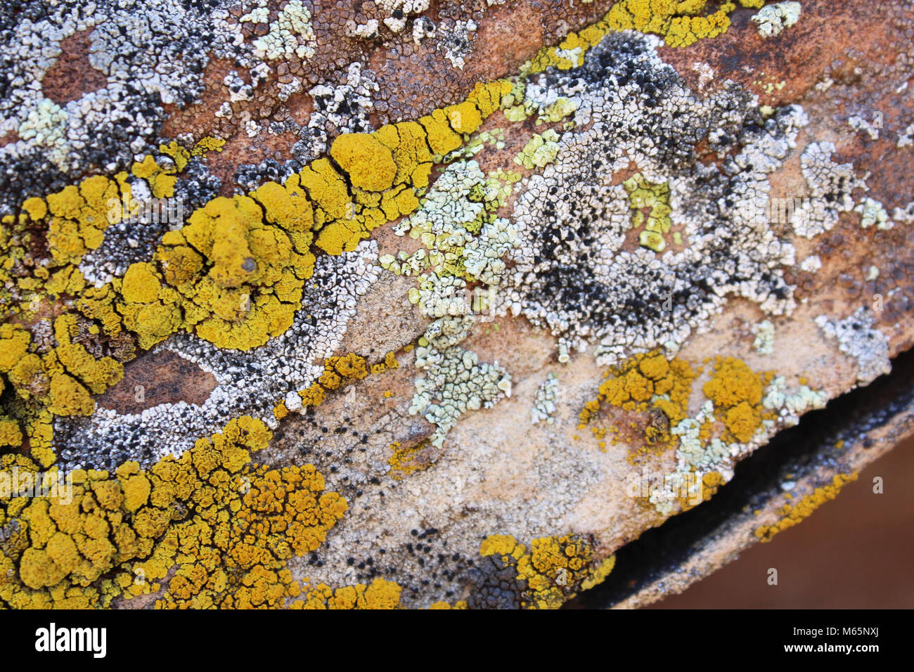 Lichen on desert rock Stock Photo - Alamy