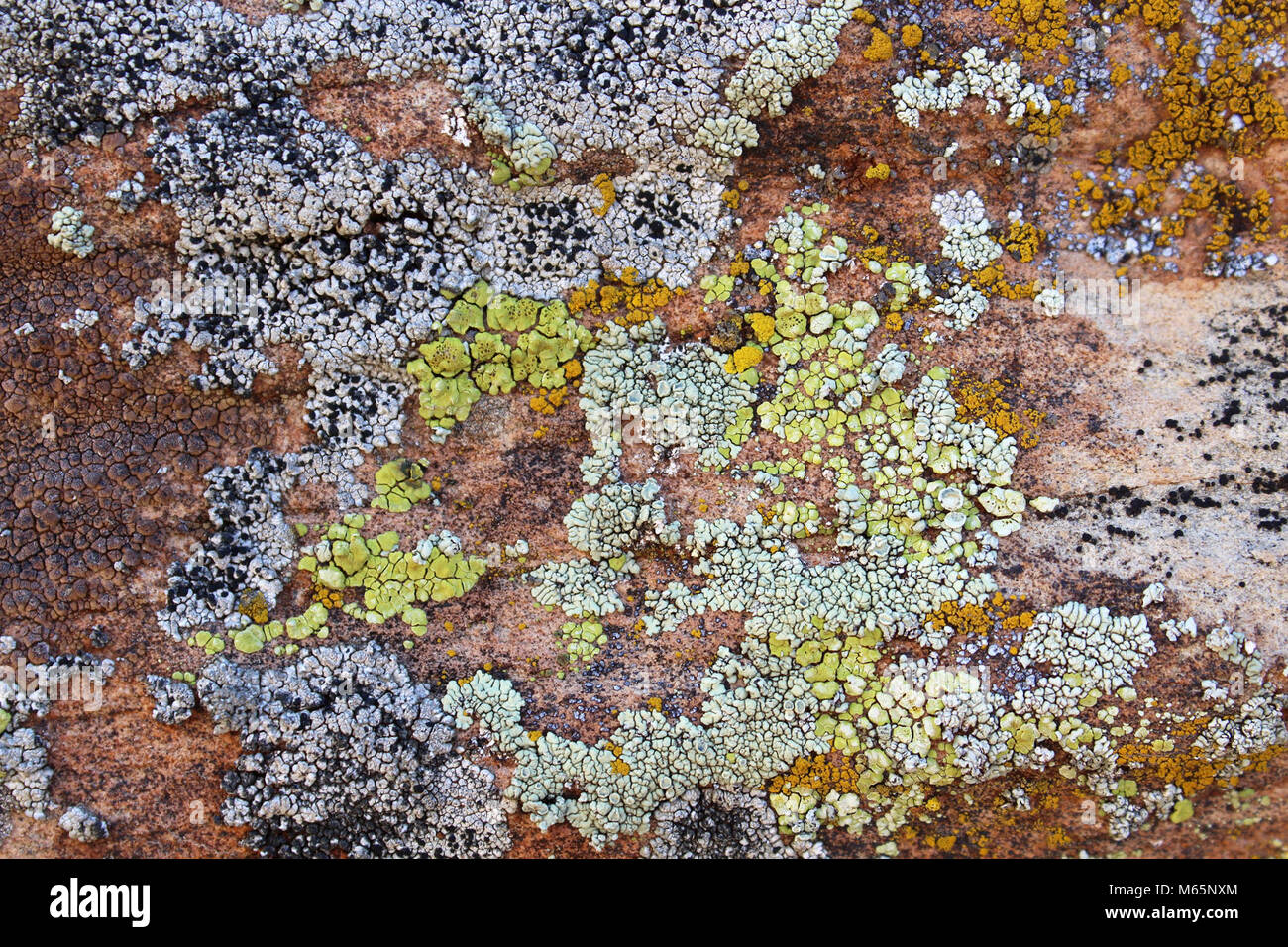Lichen on desert rock Stock Photo - Alamy