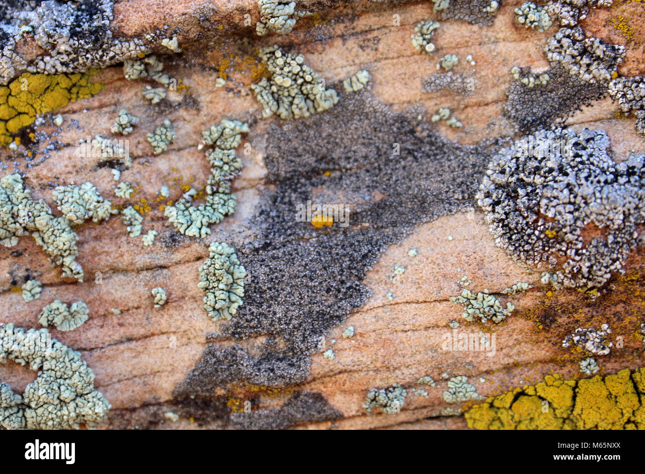 Lichen on desert rock Stock Photo - Alamy