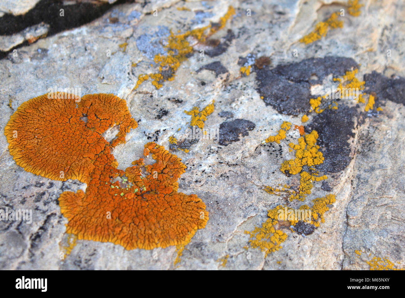 Lichen on desert rock Stock Photo - Alamy