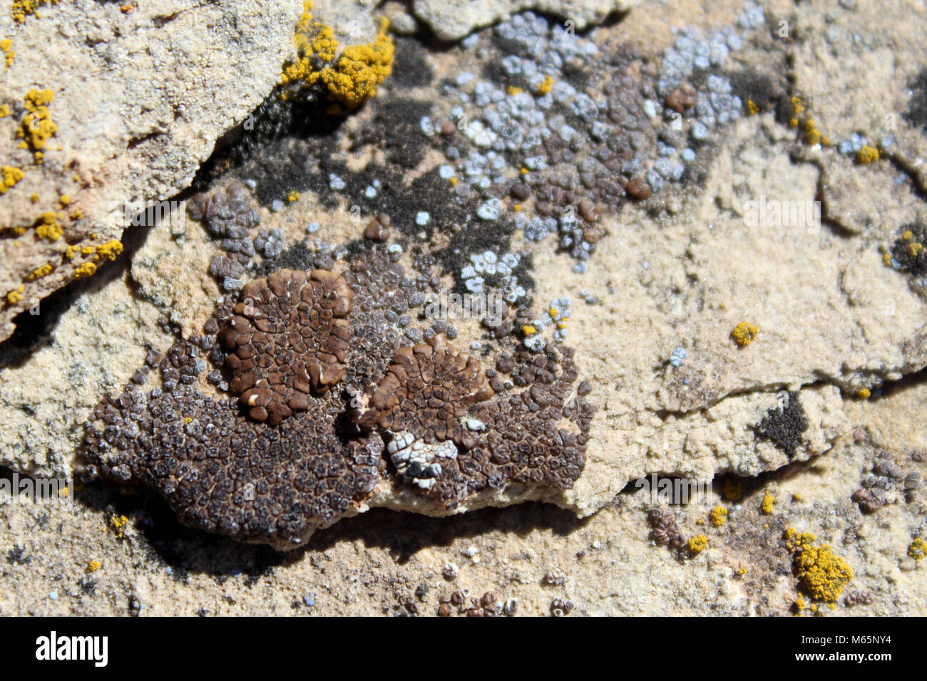 Lichen on desert rock Stock Photo - Alamy