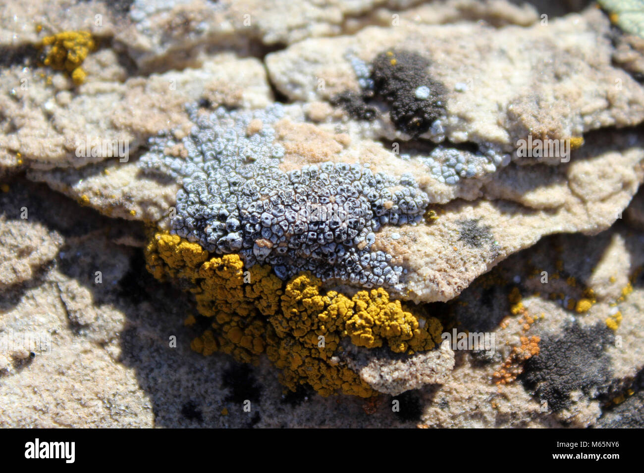 Lichen on desert rock Stock Photo - Alamy