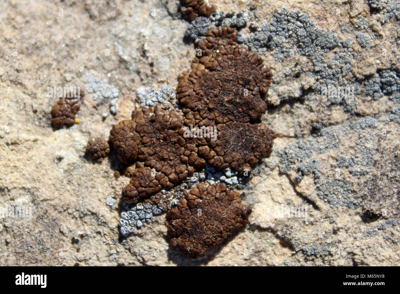 Lichen on desert rock Stock Photo - Alamy