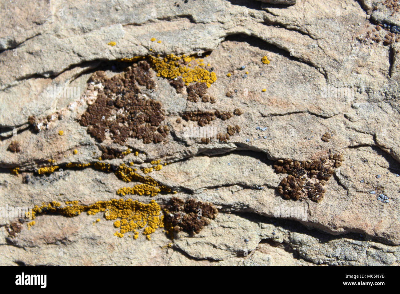 Lichen on desert rock Stock Photo - Alamy