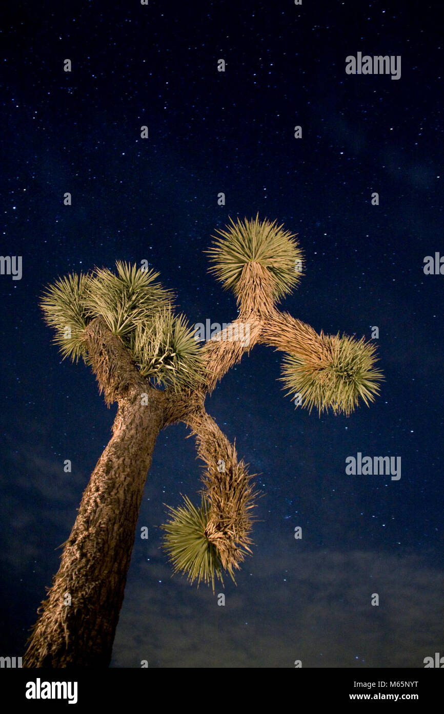 Joshua tree and stars Stock Photo - Alamy