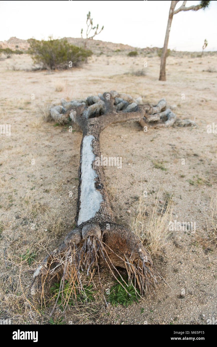 Joshua tree roots Stock Photo - Alamy