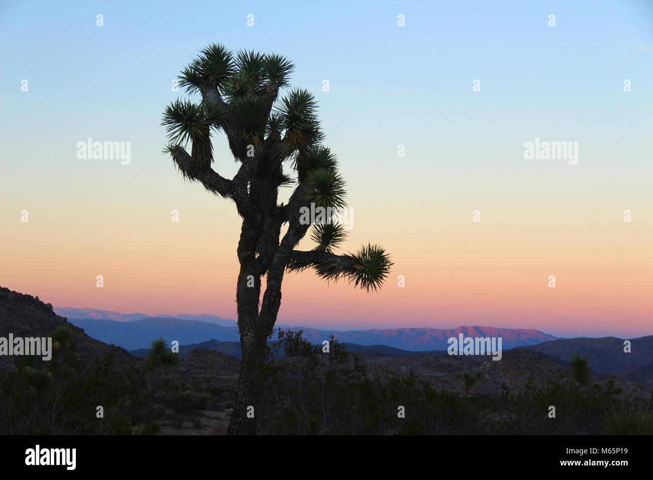 Joshua tree nps hi-res stock photography and images - Alamy