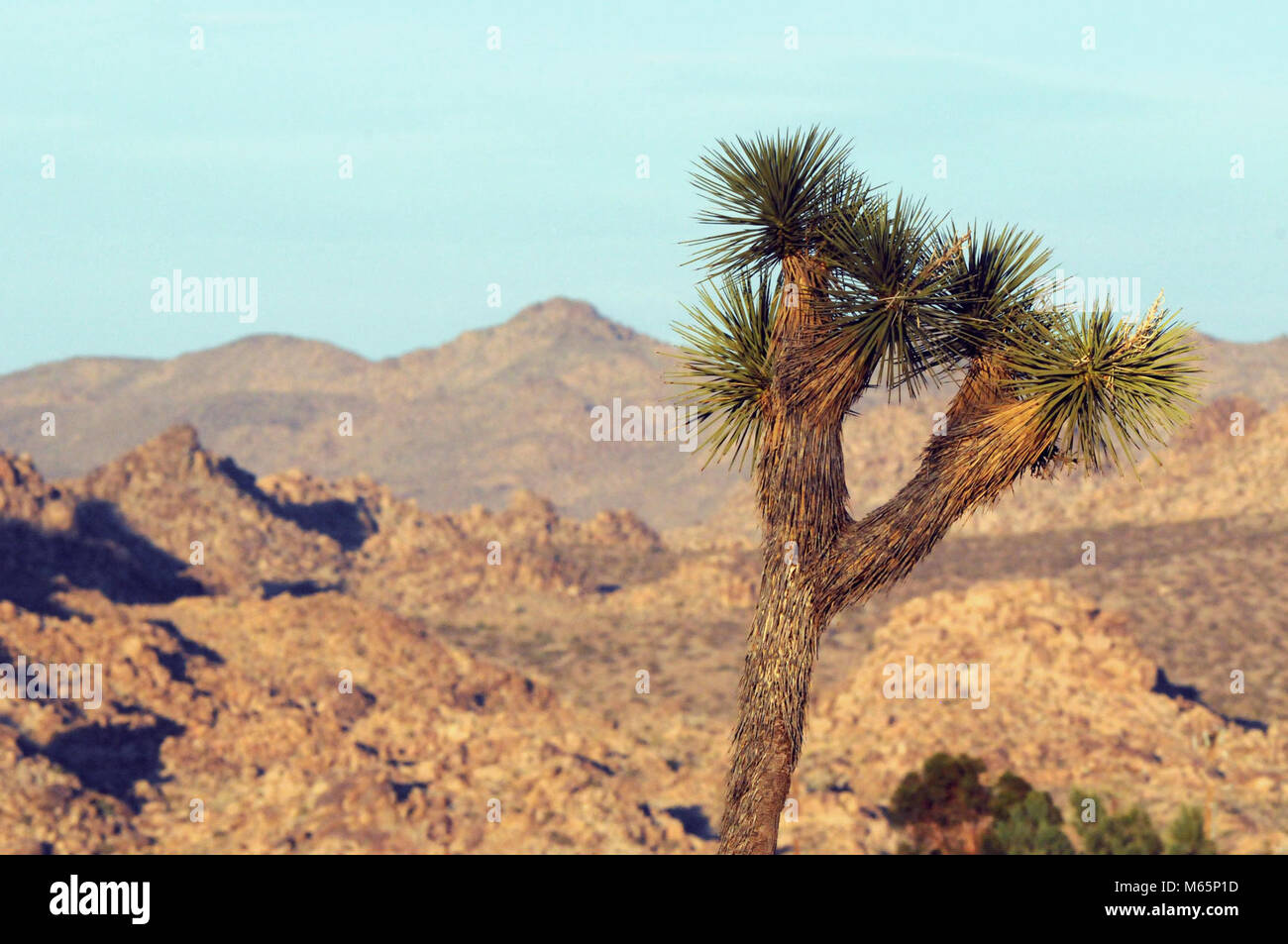 Joshua tree with deep depth of field Stock Photo - Alamy